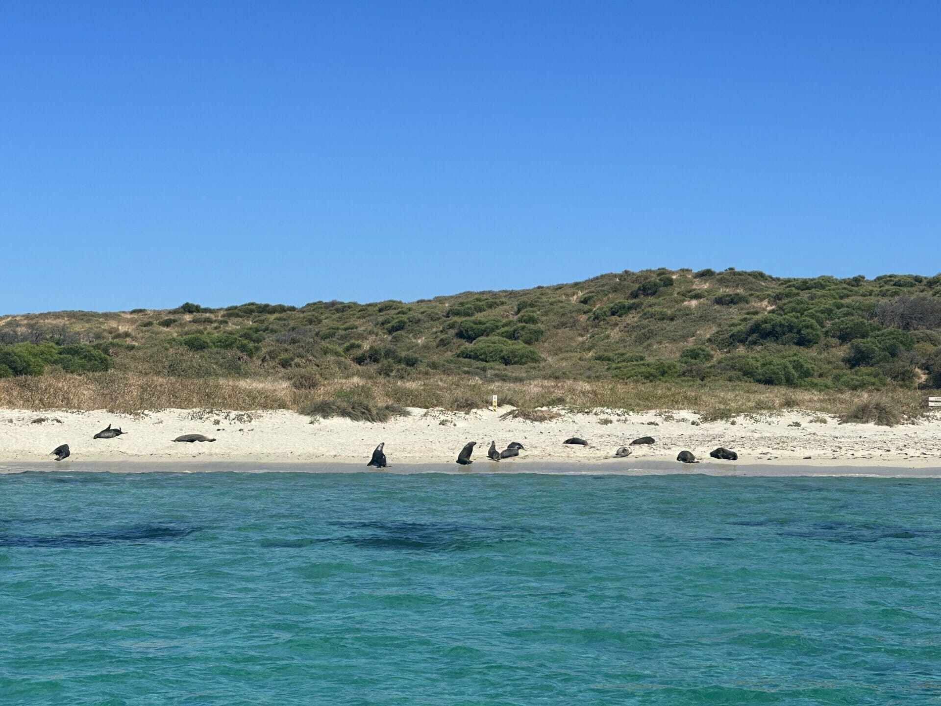 Carnac Island Eco-Tour: Explore WA's Nature Reserve