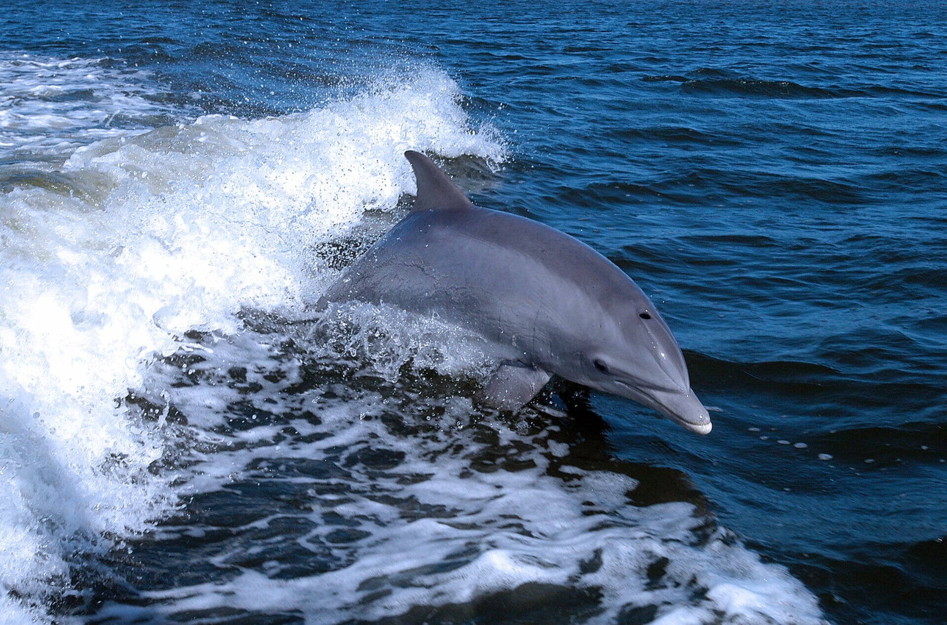 Dolphin Watching Perth: Swan River Dolphins Tour
