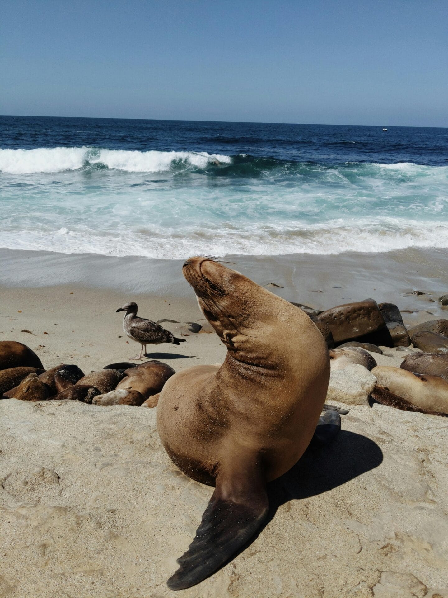 Swan River Wildlife: Explore with Wild West Charters