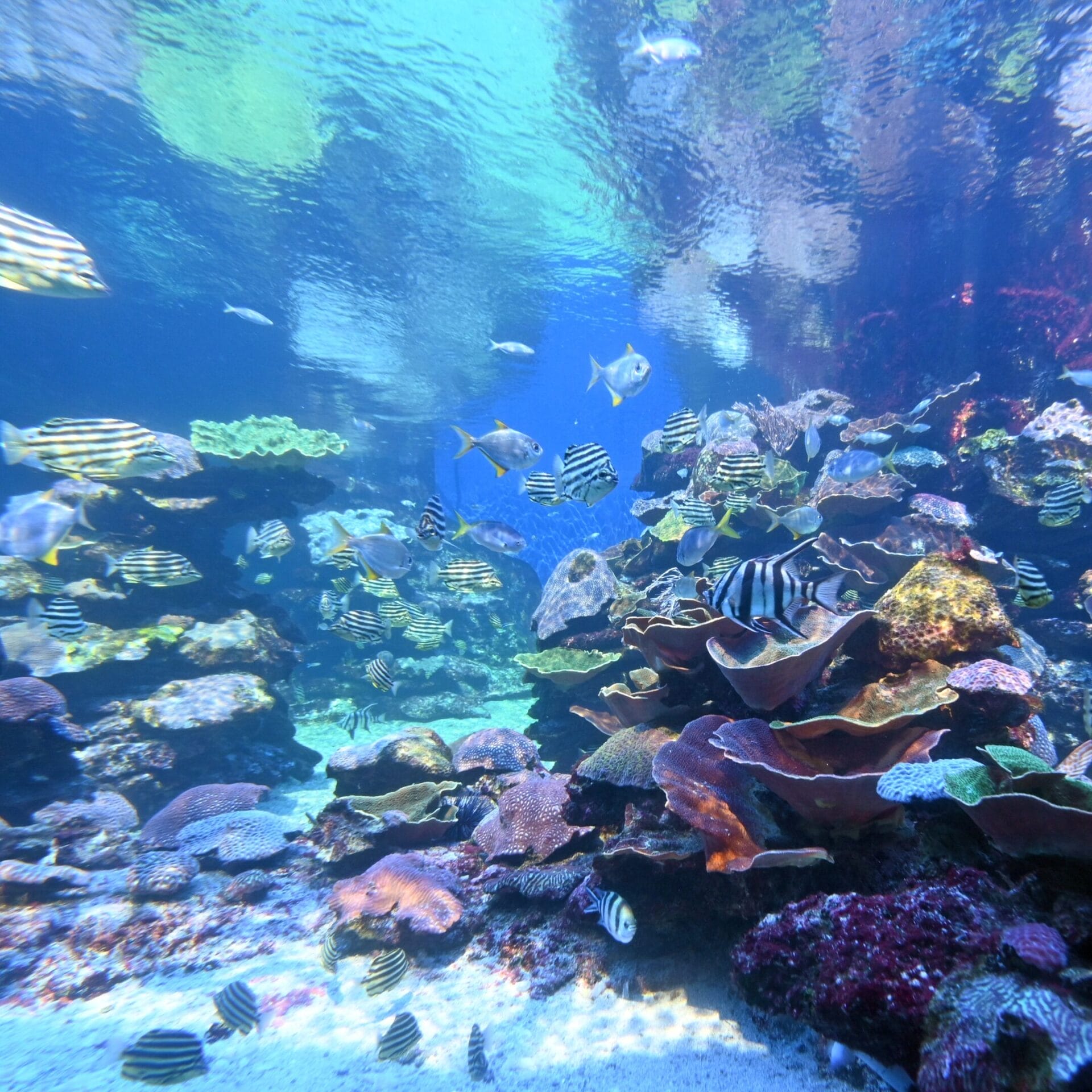 6 Best Diving Spots in Perth - Wild West Charters